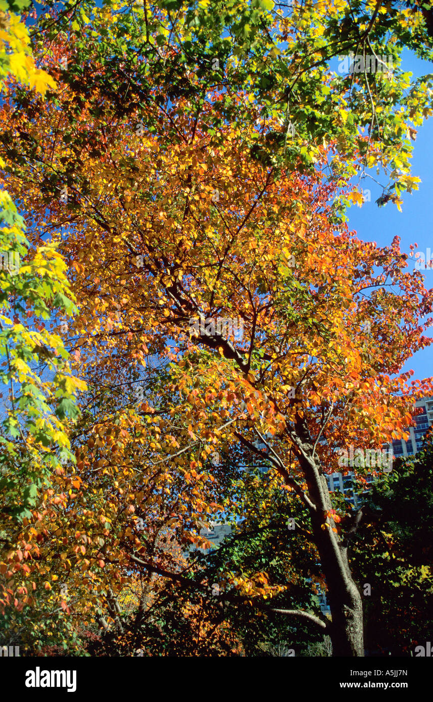 Fall colors in Salem, Massachusetts, USA Stock Photo - Alamy