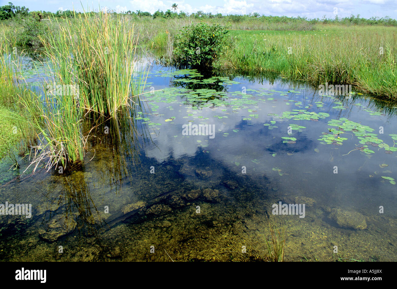 Fish in the Everglades National Park, Florida, USA Stock Photo - Alamy