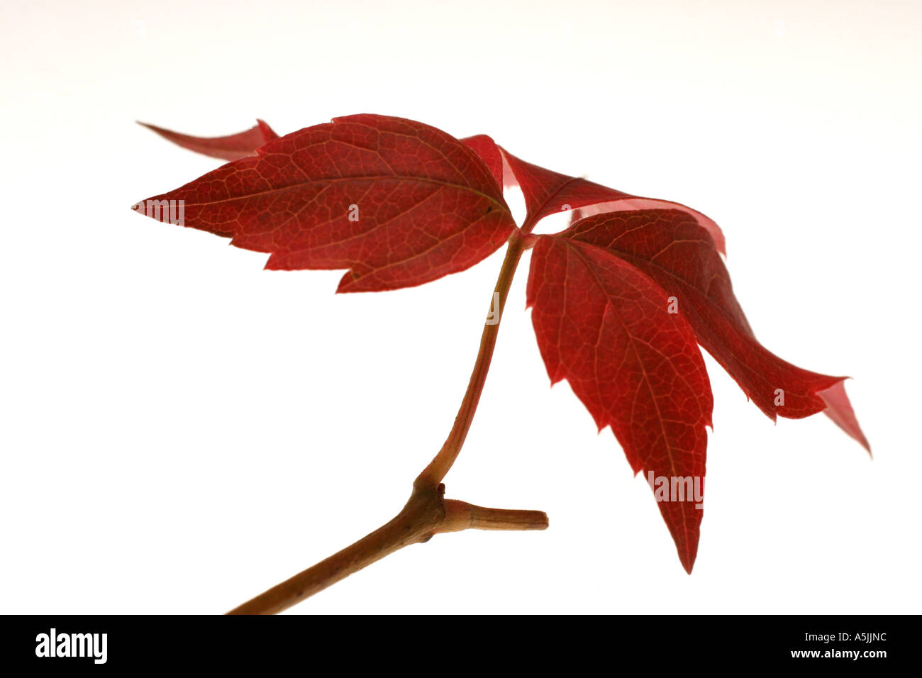 Red Virginia Creeper against white background (studio shot Stock Photo ...