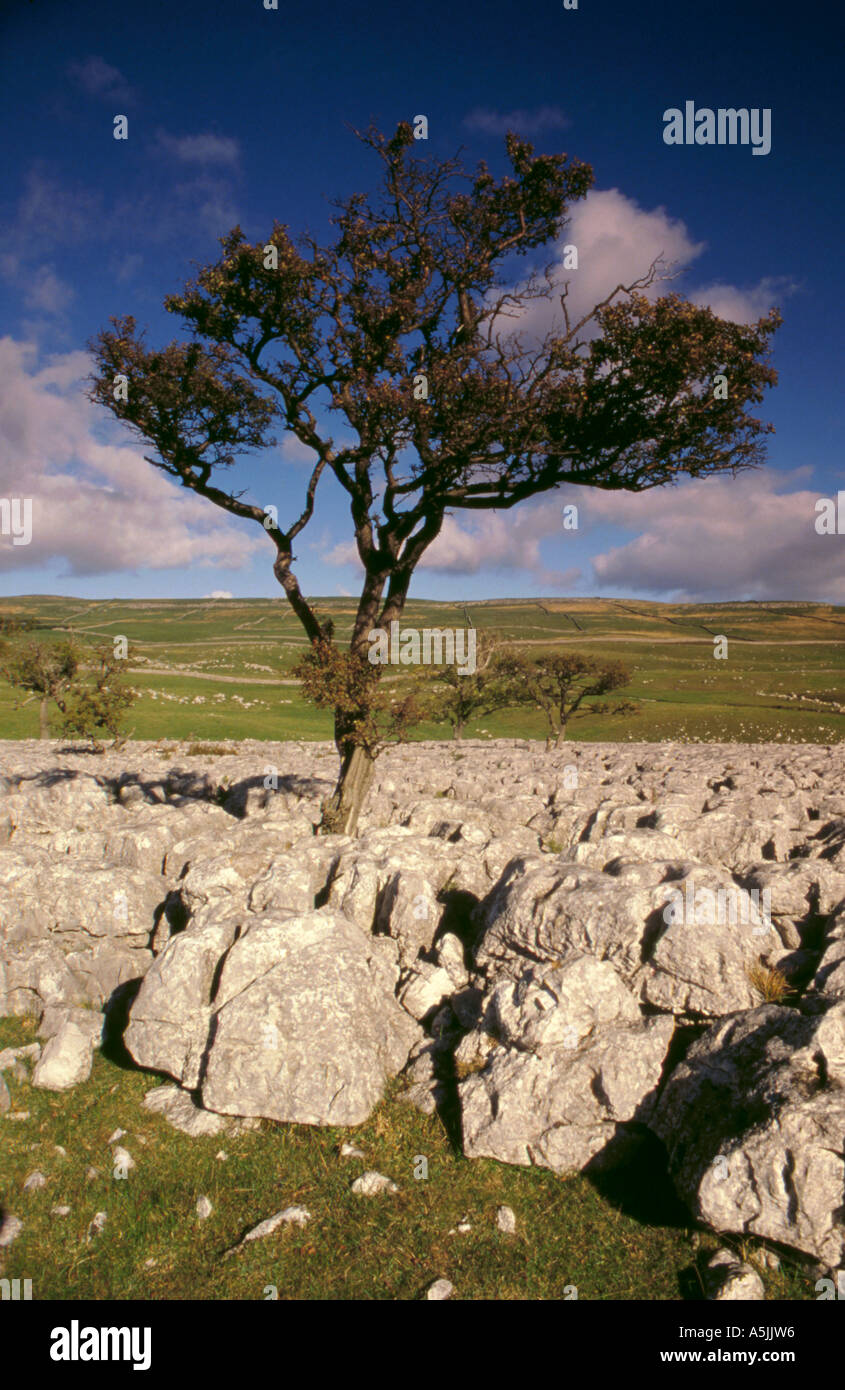 Tree growing out of a limestone pavement above Conistone, Wharfedale ...