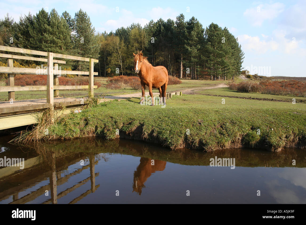 New Forest Pony Bridge Stock Photo - Alamy