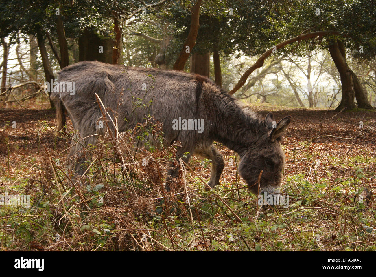 New Forest Donkey Stock Photo - Alamy