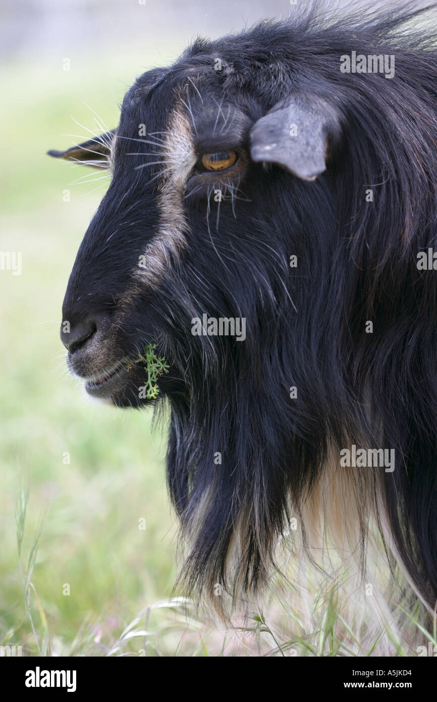 African Man With Goat Head