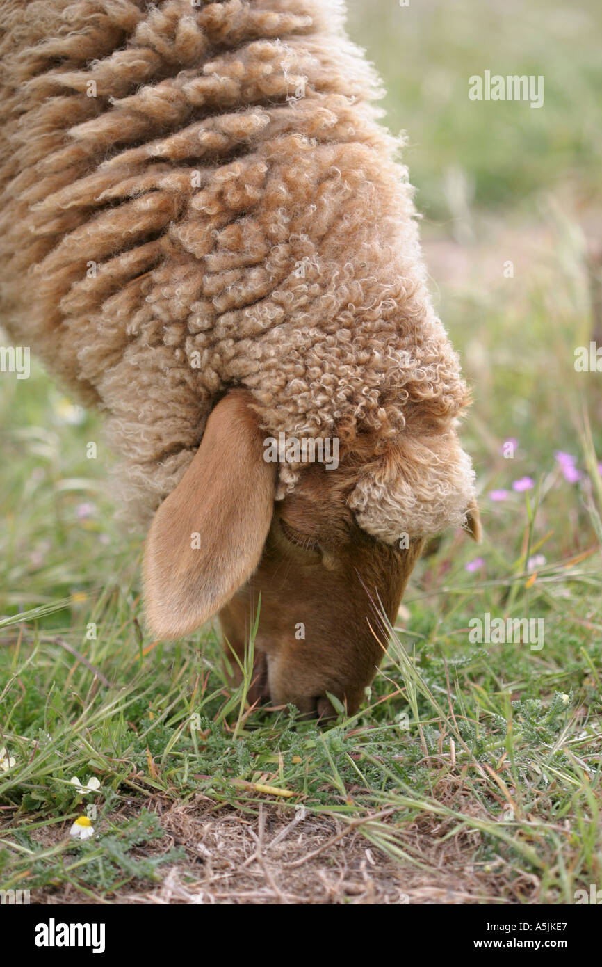 Long neck sheep hi-res stock photography and images - Alamy