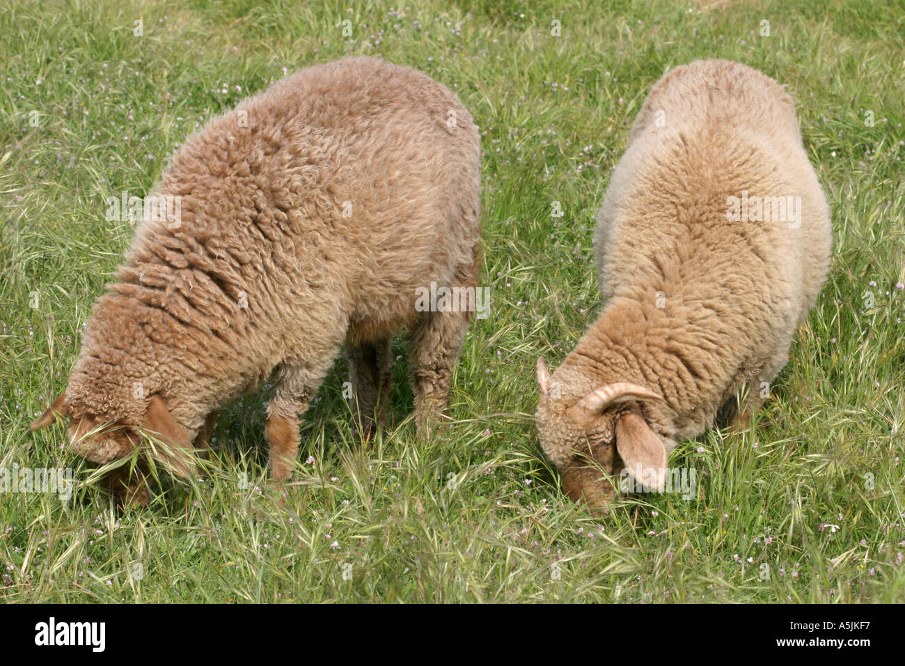 Sheep couple hi-res stock photography and images - Alamy