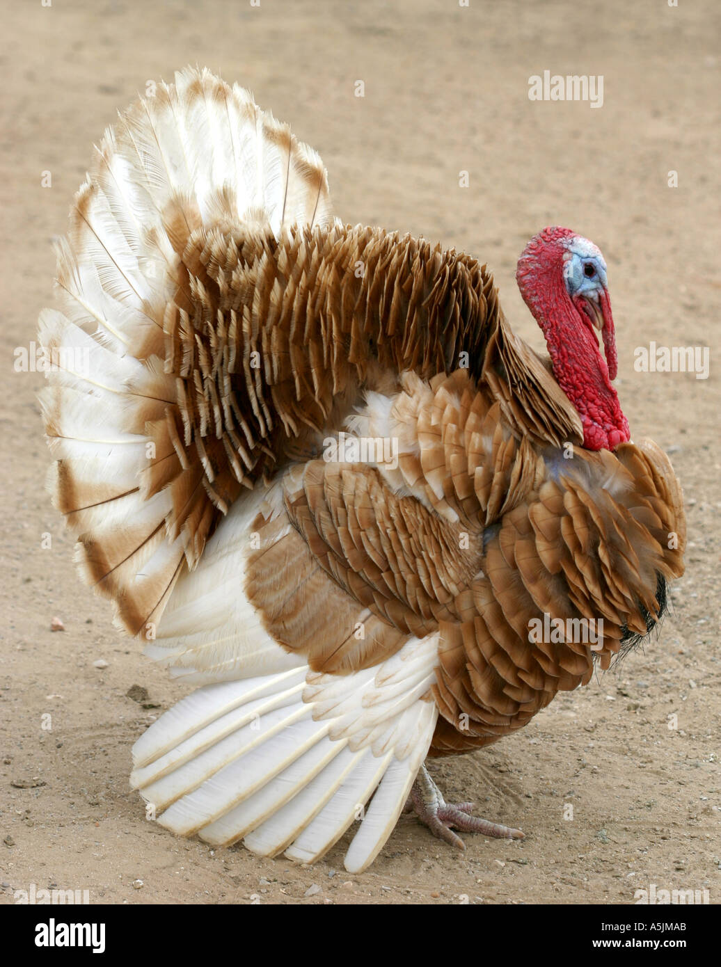Brown Turkey