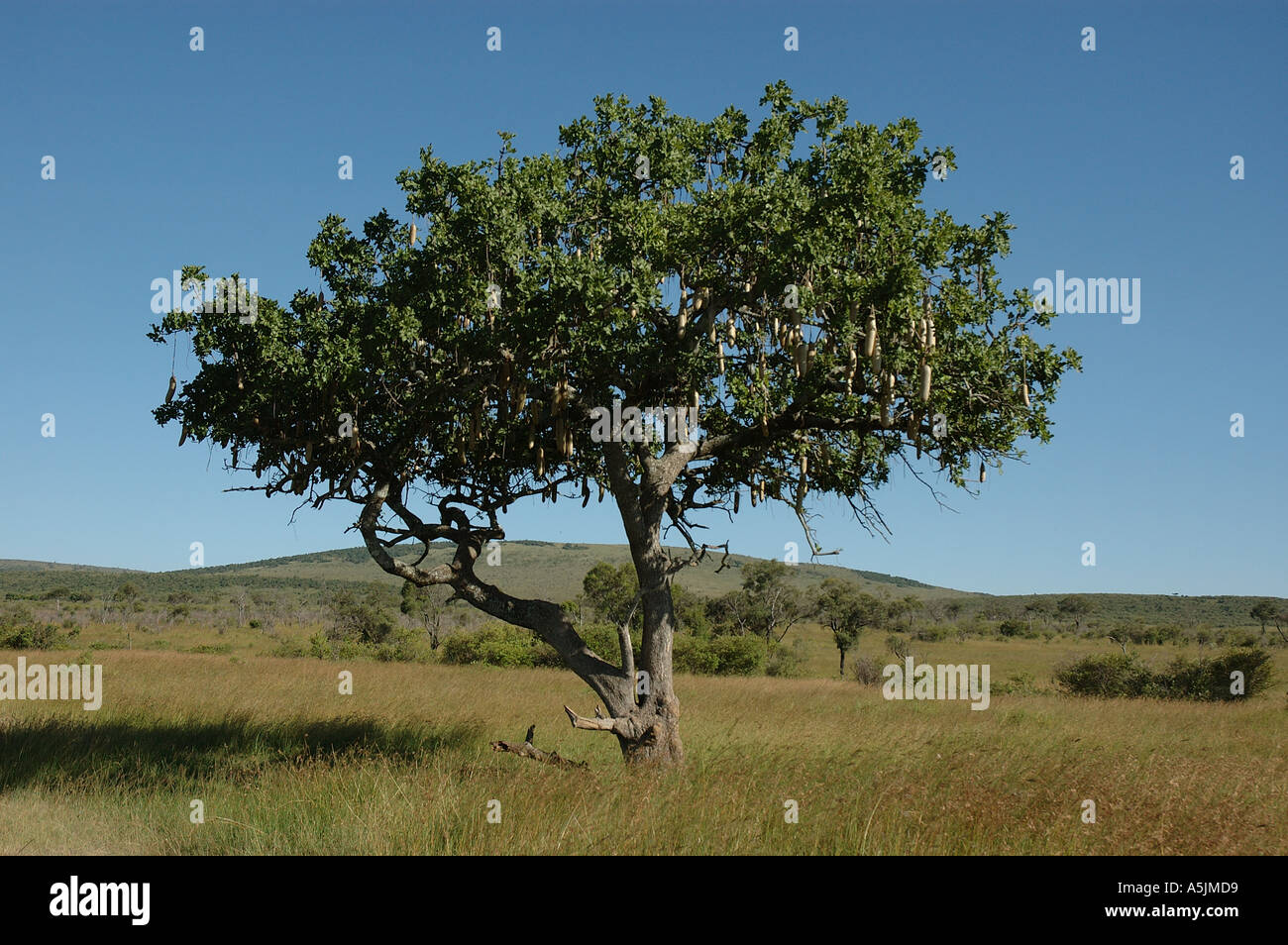 MASAI MARA SCENE IN KENYA Stock Photo - Alamy