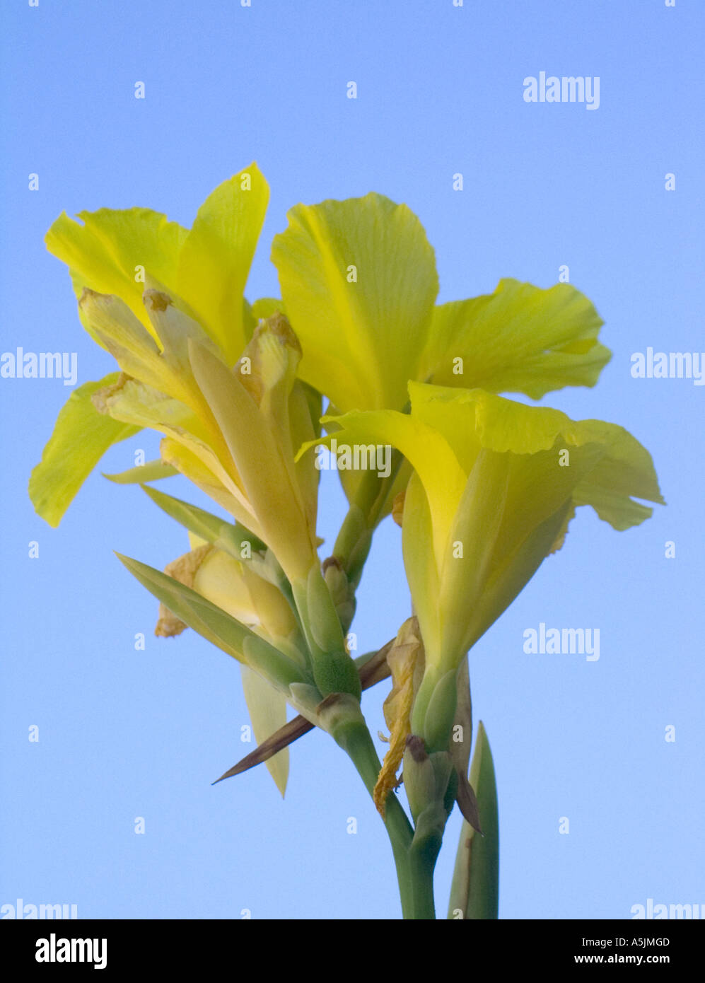 Yellow Canna Lily Stock Photo - Alamy