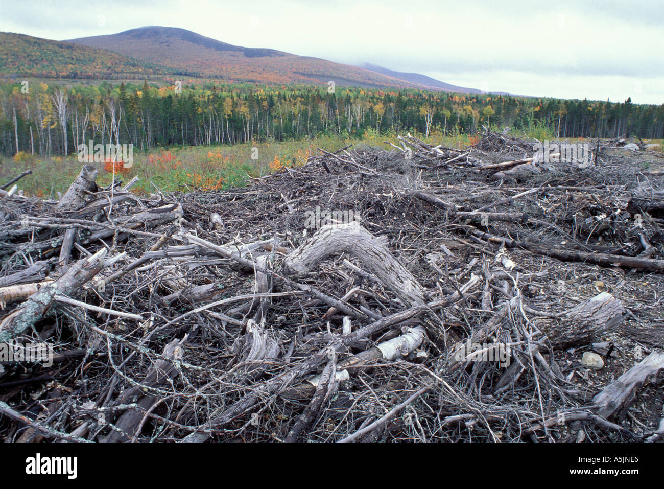 Logging slash in clear cut with forested mountains Stock Photo - Alamy
