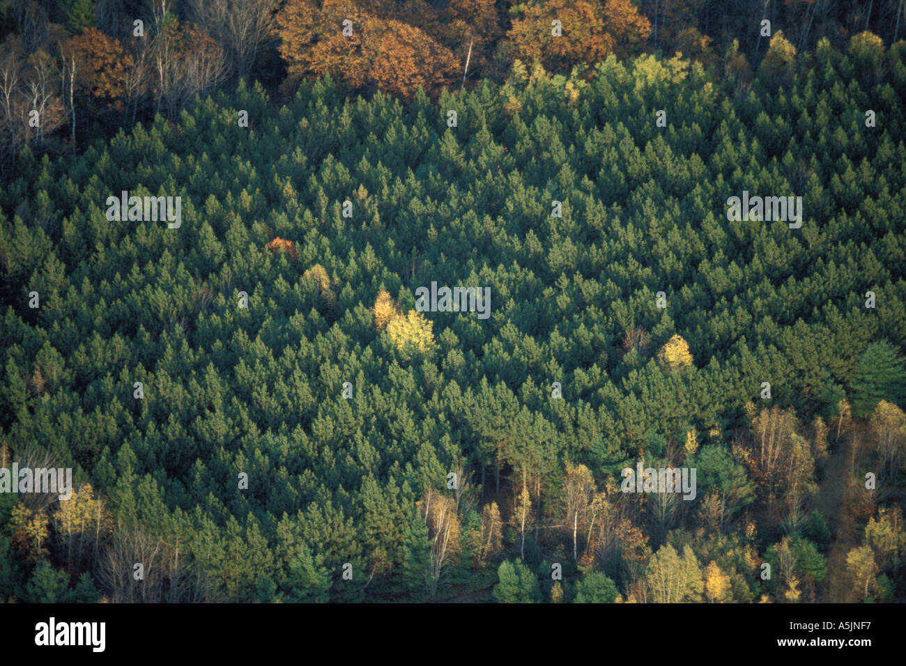 Boundary Mountains ME Tree farming in Maine s Northern Forest Stock ...