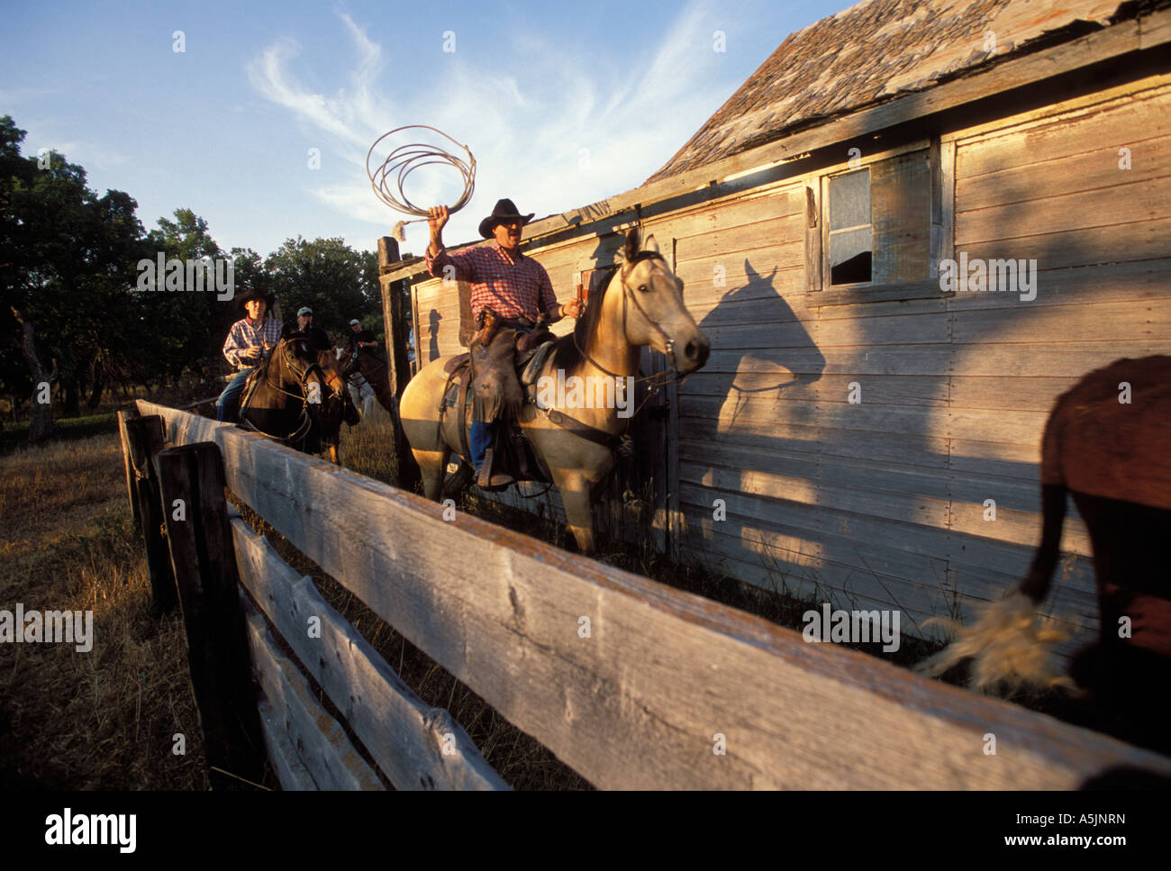Cowboy Rounding up Cattle on a Dude Ranch Knife River Ranch North ...