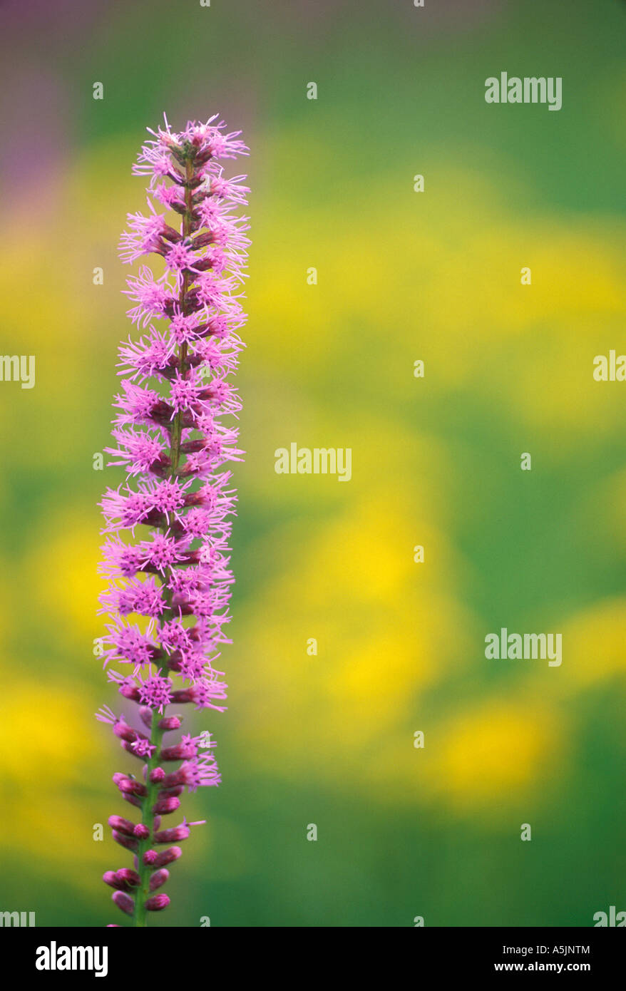 Rough blazing star close up in a midwestern prairie Stock Photo - Alamy
