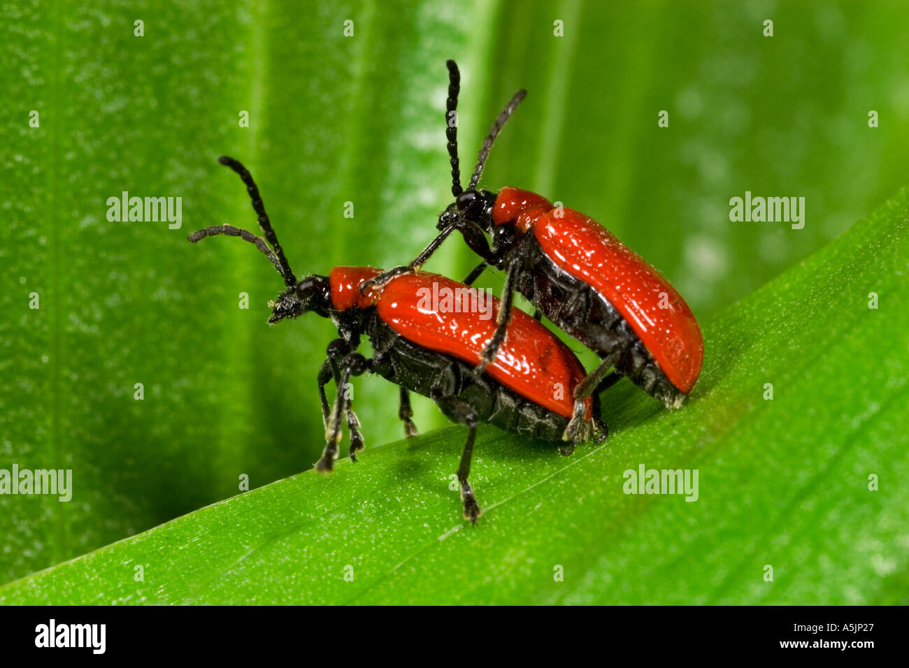 Two beetles hi-res stock photography and images - Alamy