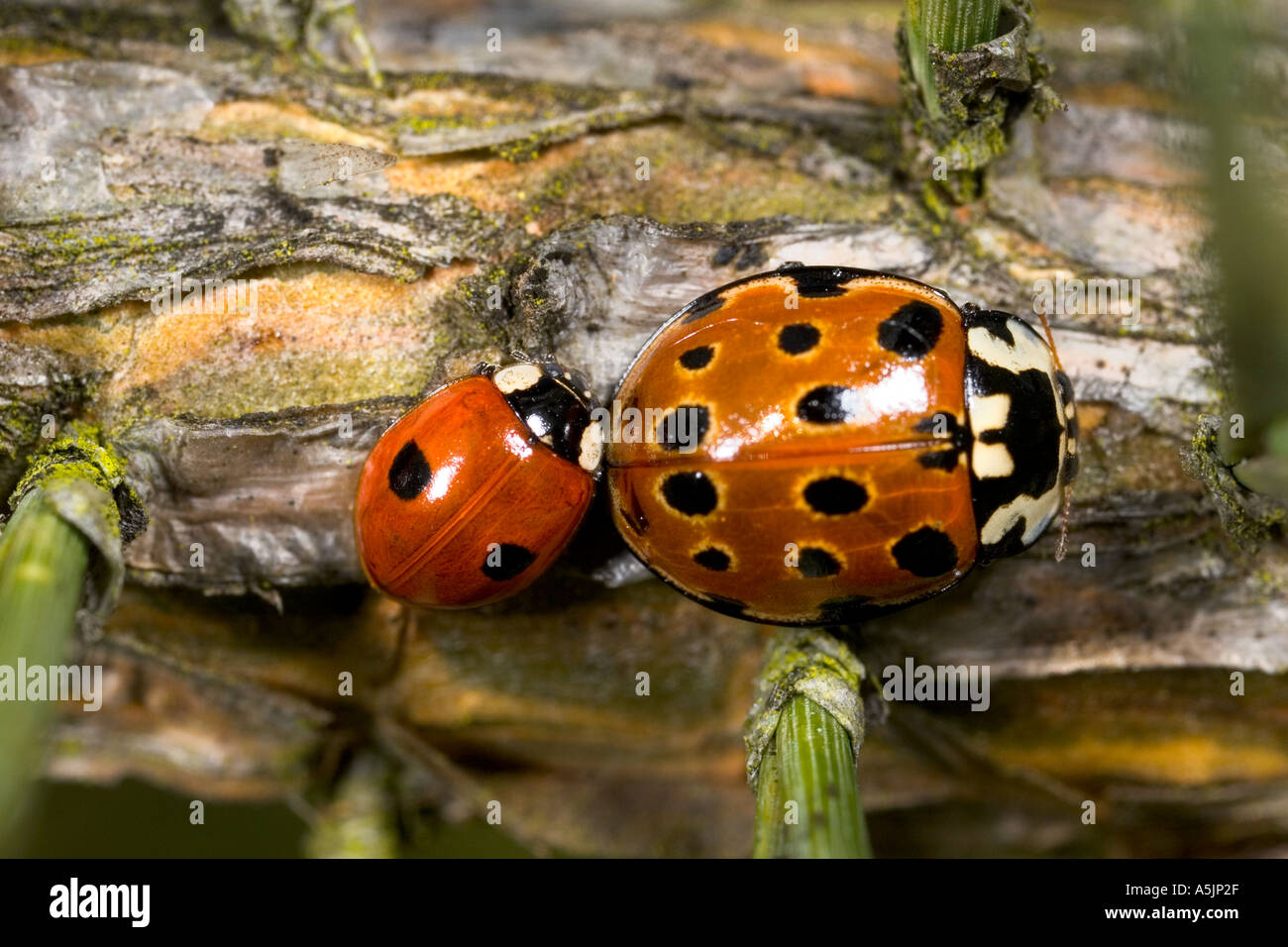 Two spot Ladybird Adalia bipunctata and Eyed Ladybird Anatis ocellata ...