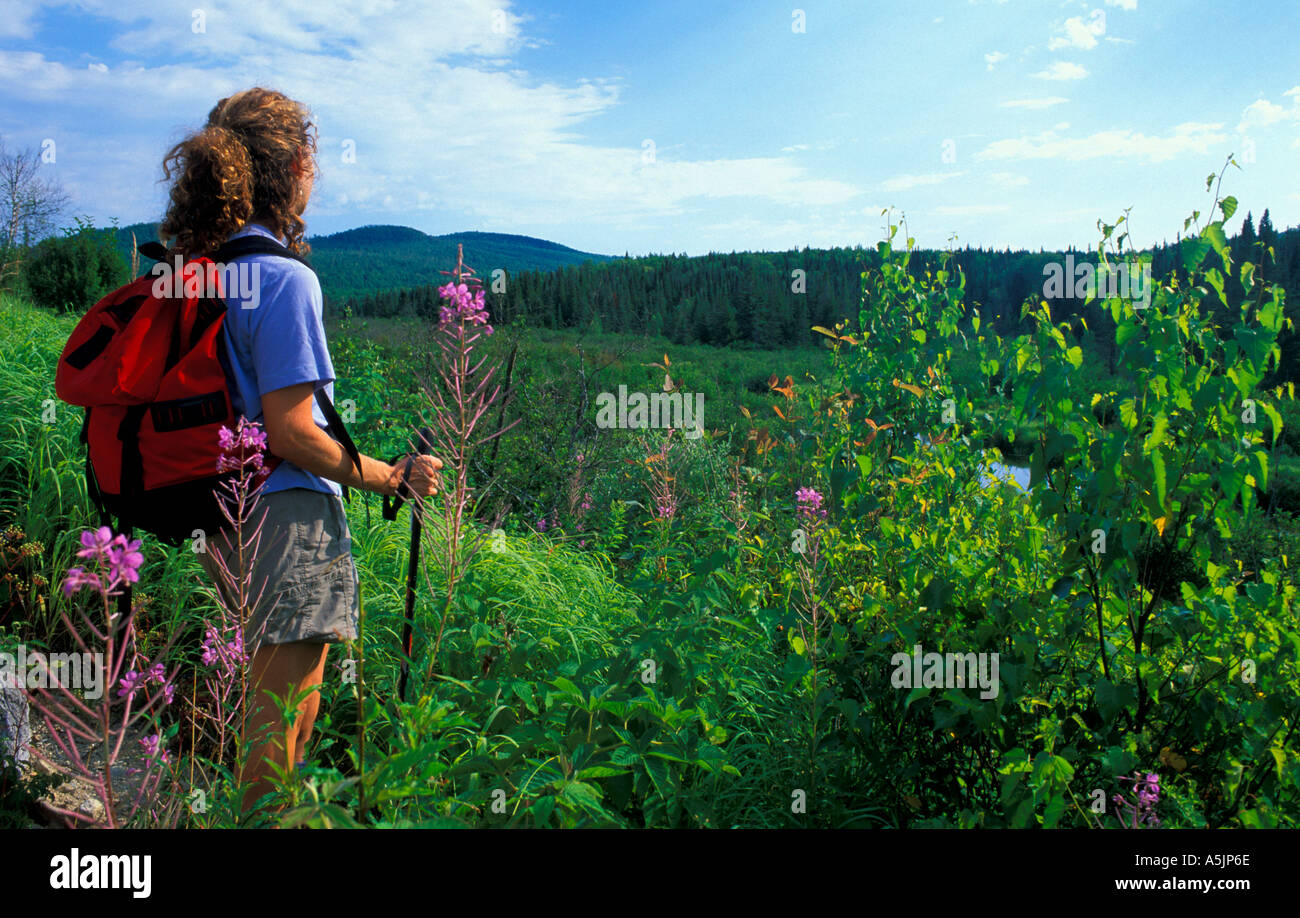 Connecticut wildflowers hi-res stock photography and images - Alamy