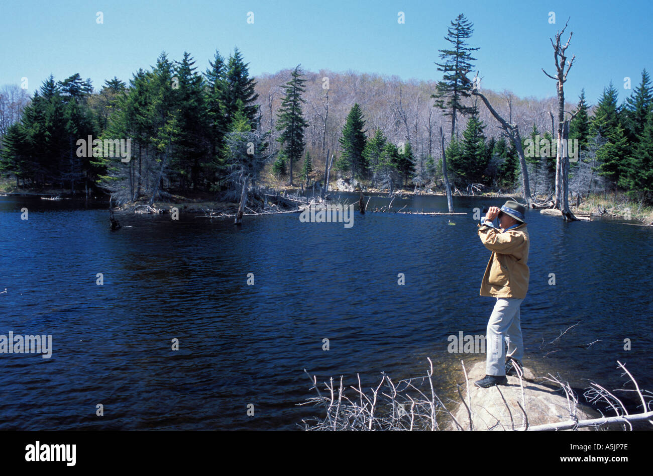 Scanning for birds at a beaver pond in the Green Mountains in southern ...