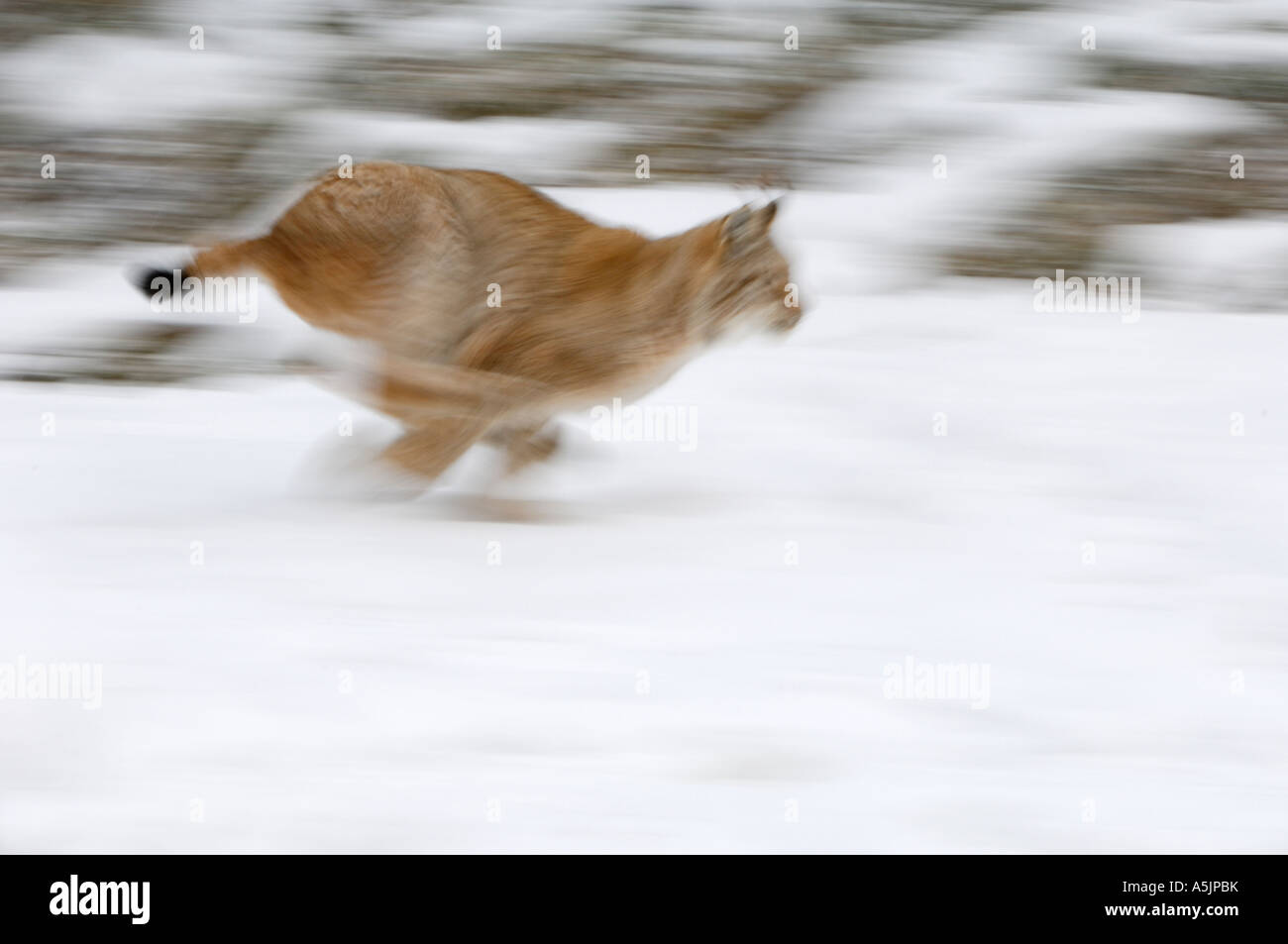Eurasian Lynx (Lynx lynx) running Stock Photo - Alamy