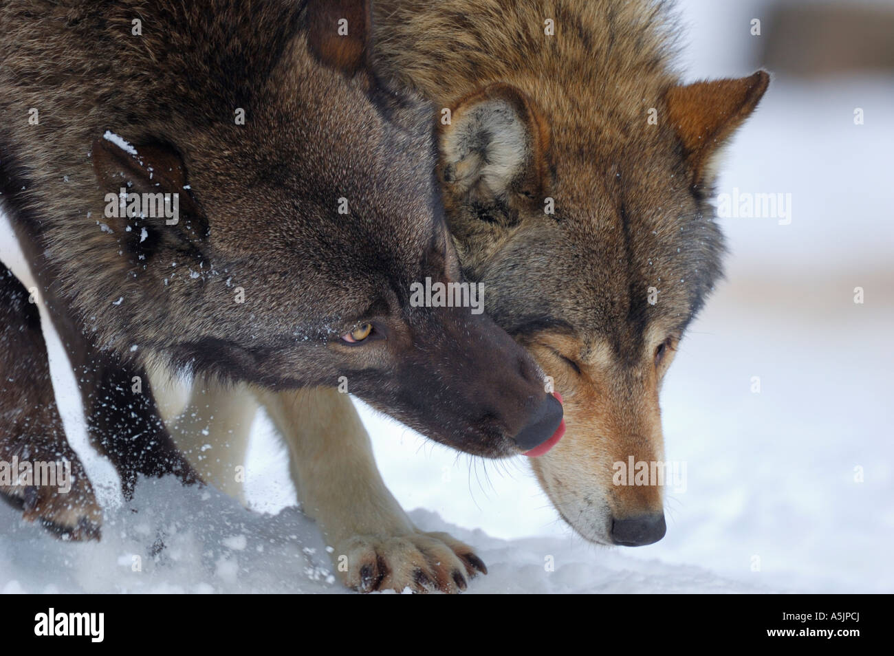 Eastern Timber Wolf (Canis lupus lycaon Stock Photo - Alamy