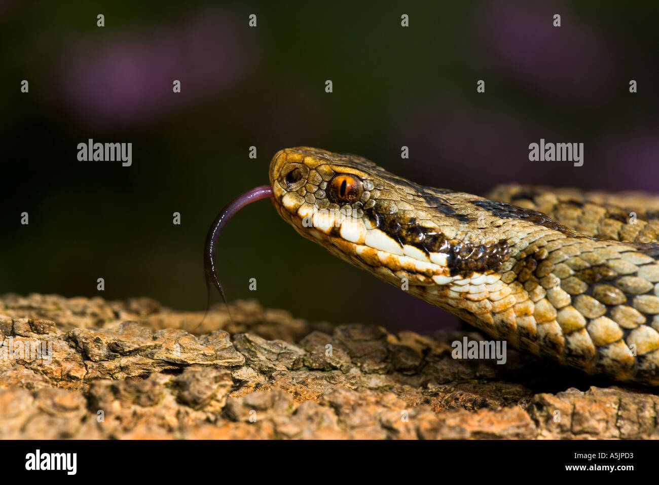 Berus showing hi-res stock photography and images - Alamy