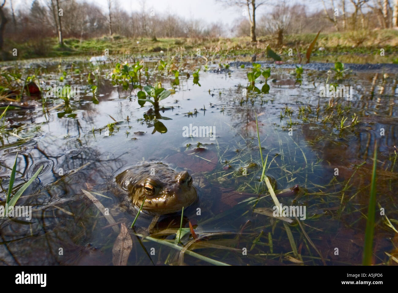 Toad in a town pond Stock Photo - Alamy