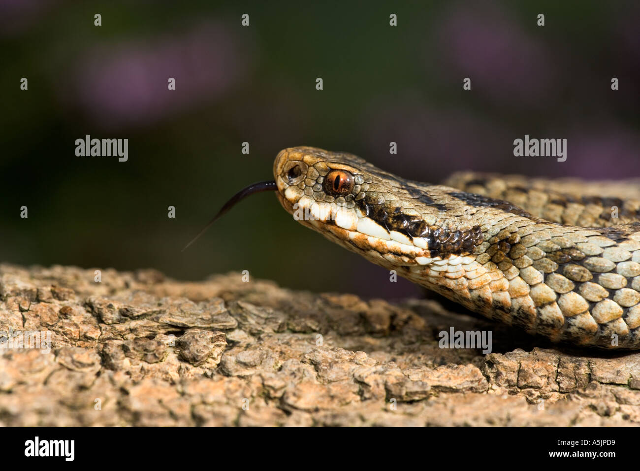 Berus showing hi-res stock photography and images - Alamy
