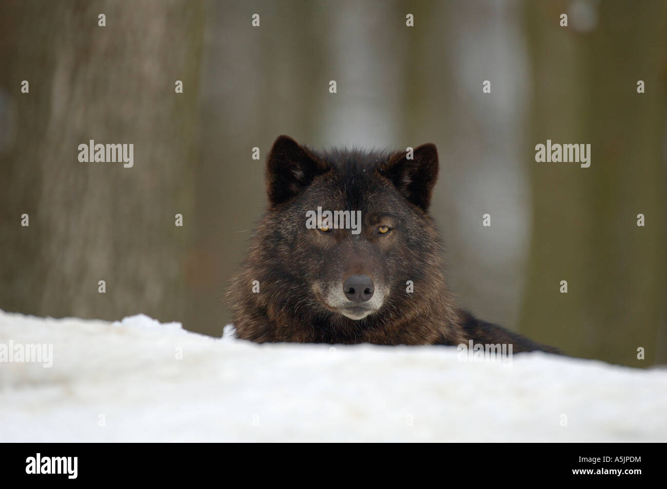 Eastern Timber Wolf (Canis lupus lycaon Stock Photo - Alamy