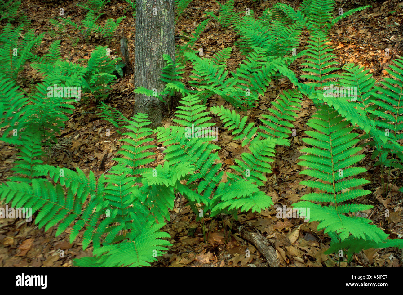Ferns on forest floor Stock Photo - Alamy
