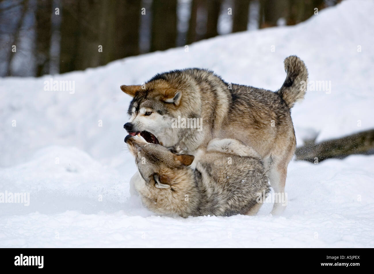 Timber Wolves Fighting Wallpaper Timber Wolves Other & Animals