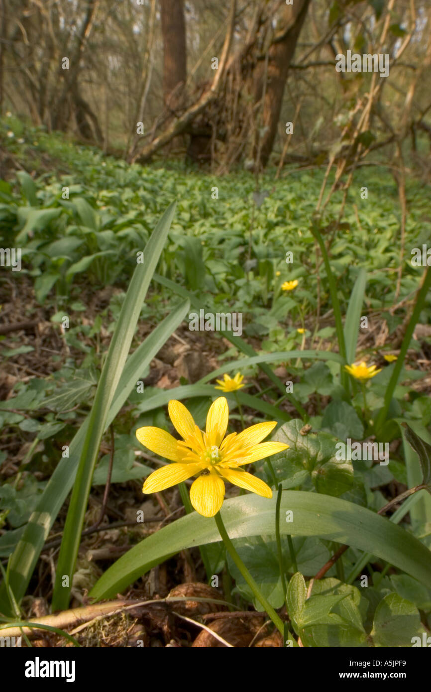 Lesser celandine trees hi-res stock photography and images - Alamy