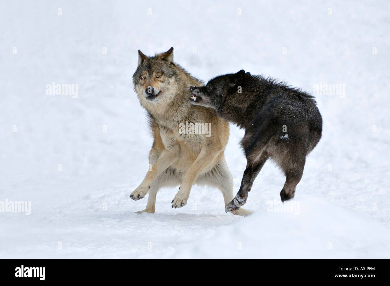 Eastern Timber Wolves, fighting (Canis lupus lycaon Stock Photo - Alamy