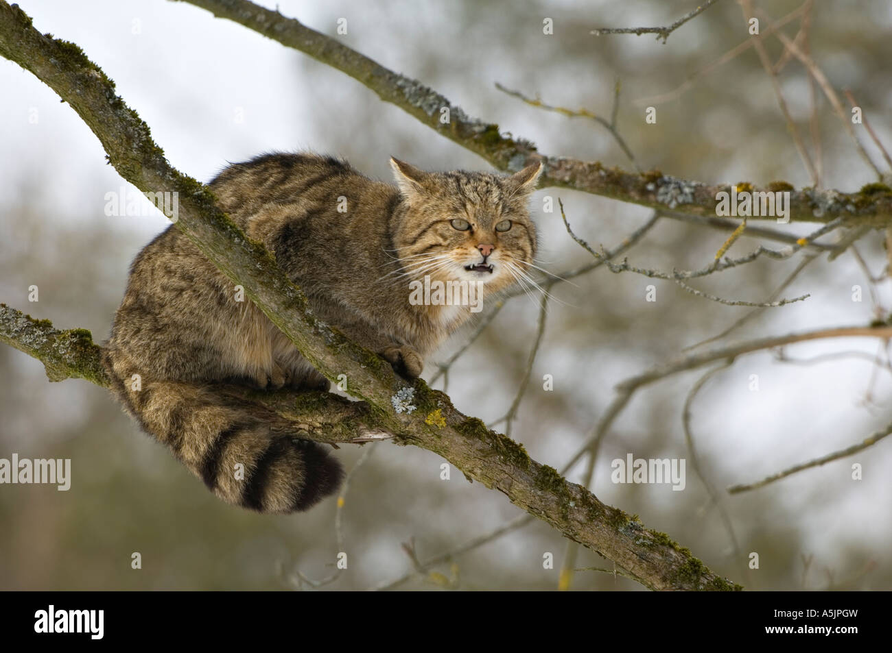 Wildcat (Felis silvestris), sitting on a branch Stock Photo - Alamy
