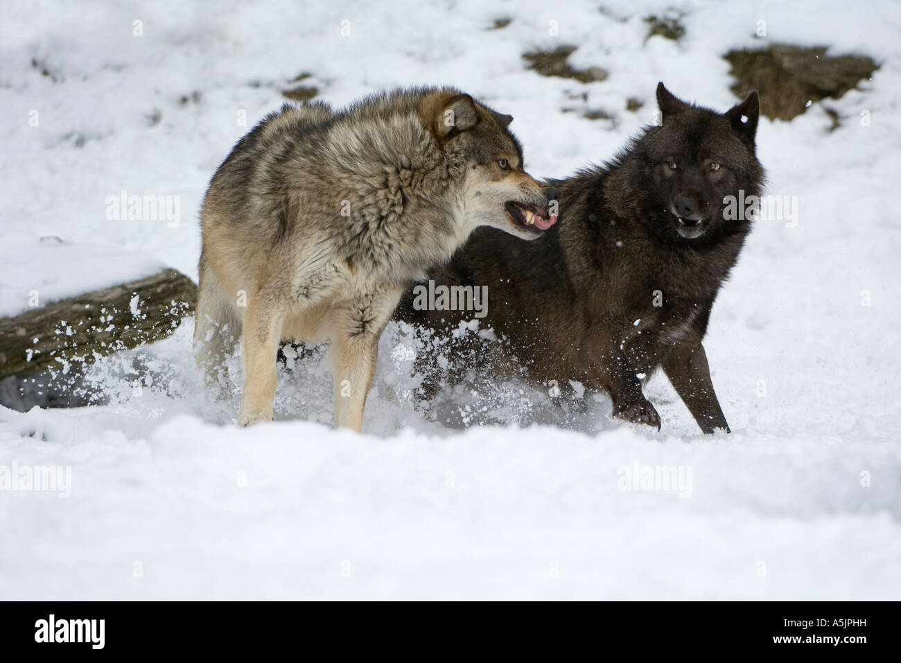 Eastern Timber Wolf (Canis lupus lycaon), fighting Stock Photo - Alamy