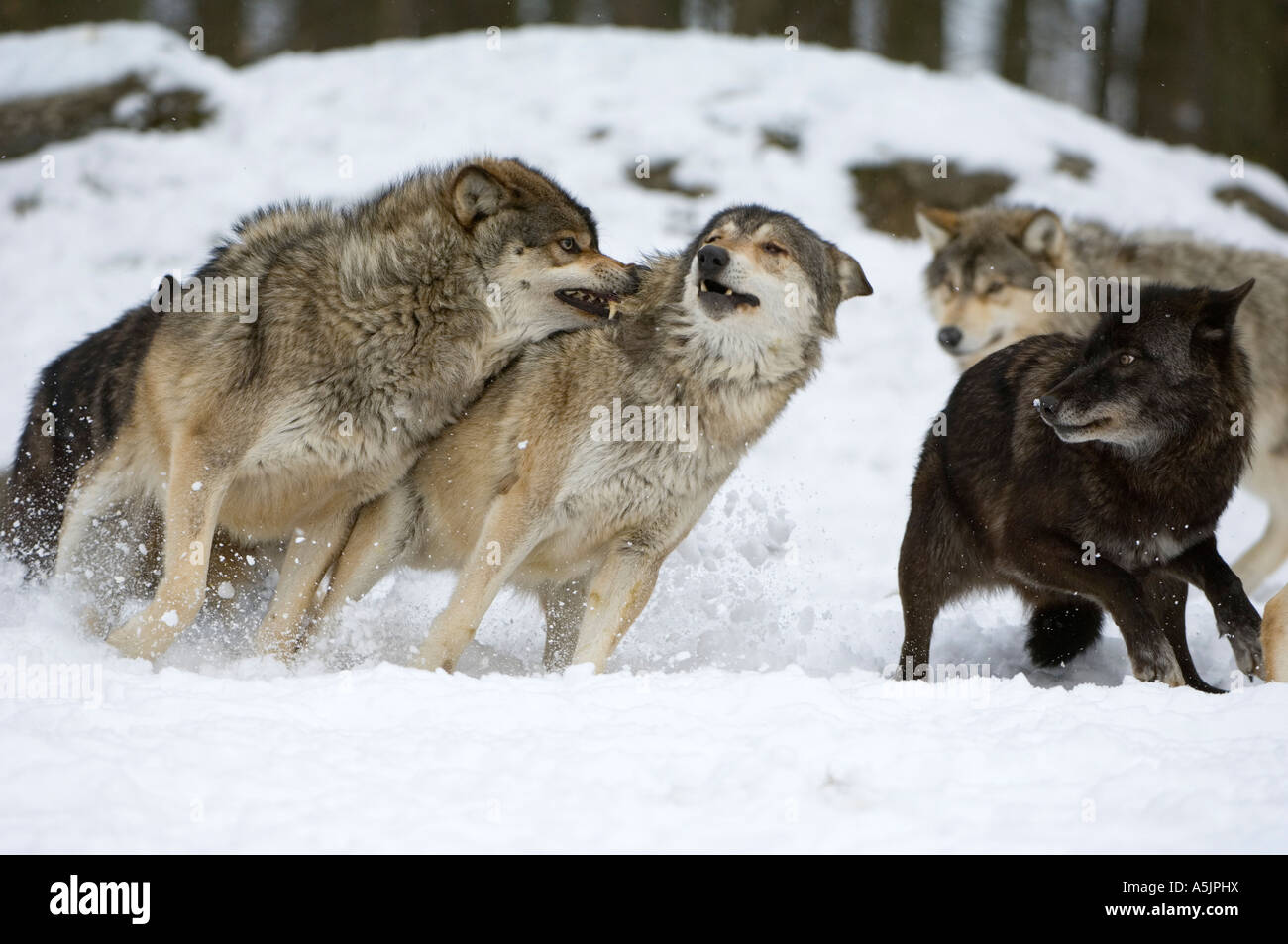 Eastern Timber Wolf (Canis lupus lycaon)Eastern Timber Wolves, fighting ...