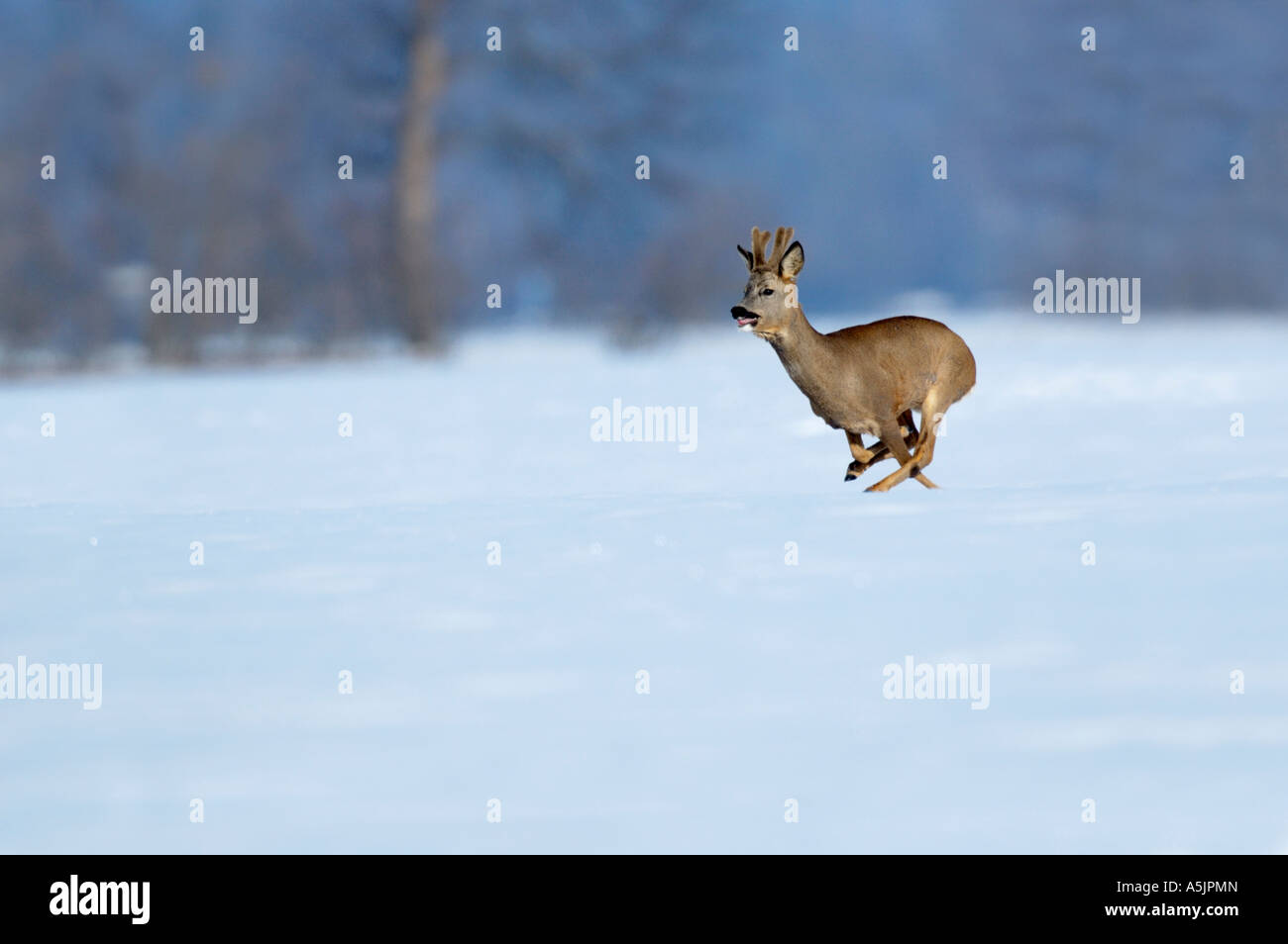 Running deer hi-res stock photography and images - Alamy