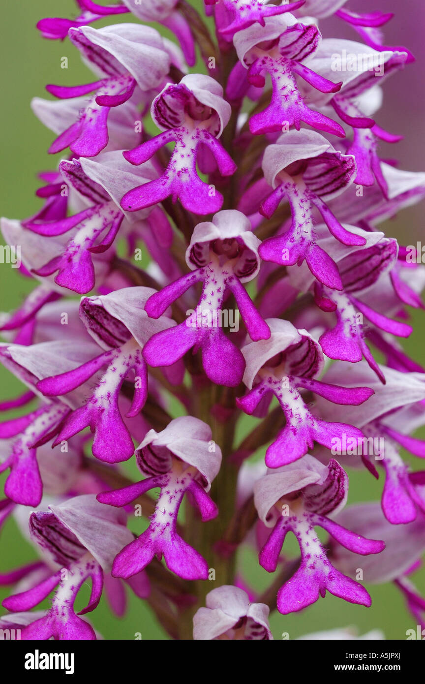 Military plants hi-res stock photography and images - Alamy