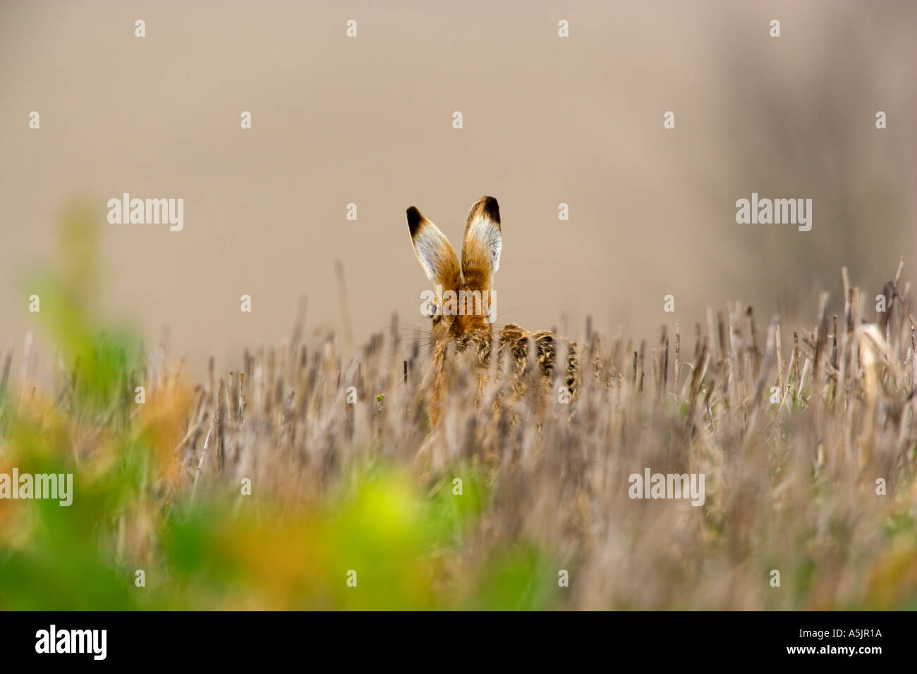 Brown Hare Lepus europaeus showing black tips to back of ears from rear ...