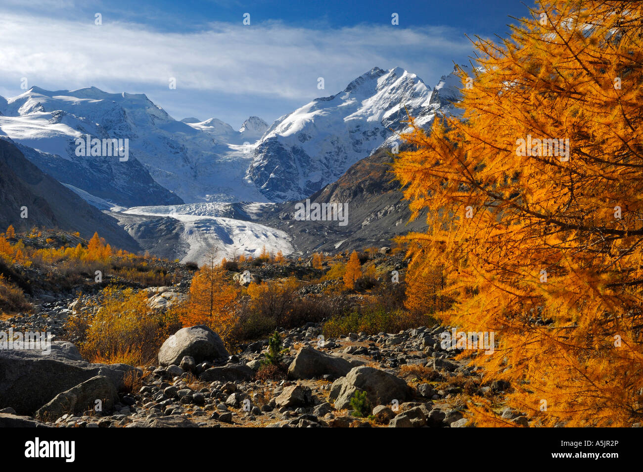 Larch trees Larix decidua) in autumn, Bernina Range, Graubunden ...