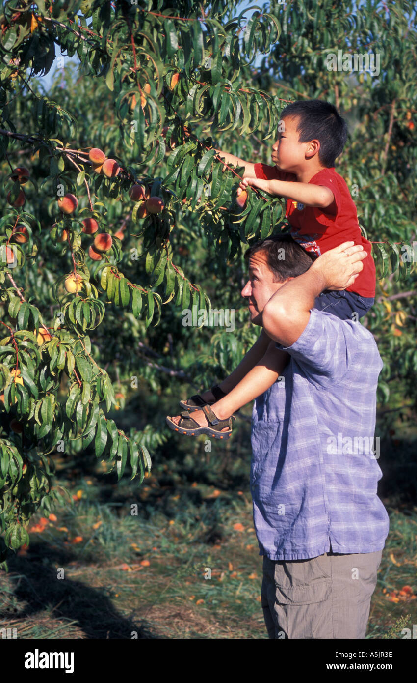 A father and son pick peaches at the J and F Farm Derry NH Stock Photo ...
