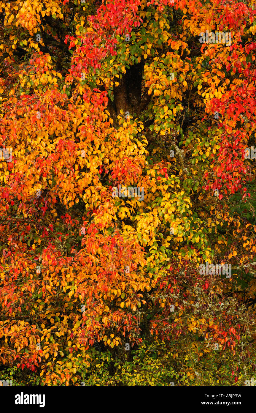 Wild Pear tree (Pyrus pyraster) in autumn Stock Photo - Alamy