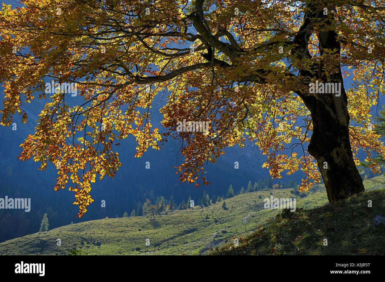 Sylvatica hi-res stock photography and images - Alamy