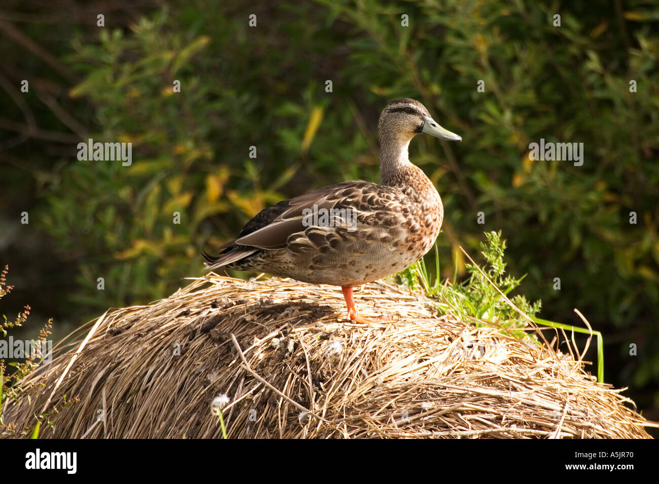 Paradise or shell duck nz hi-res stock photography and images - Alamy