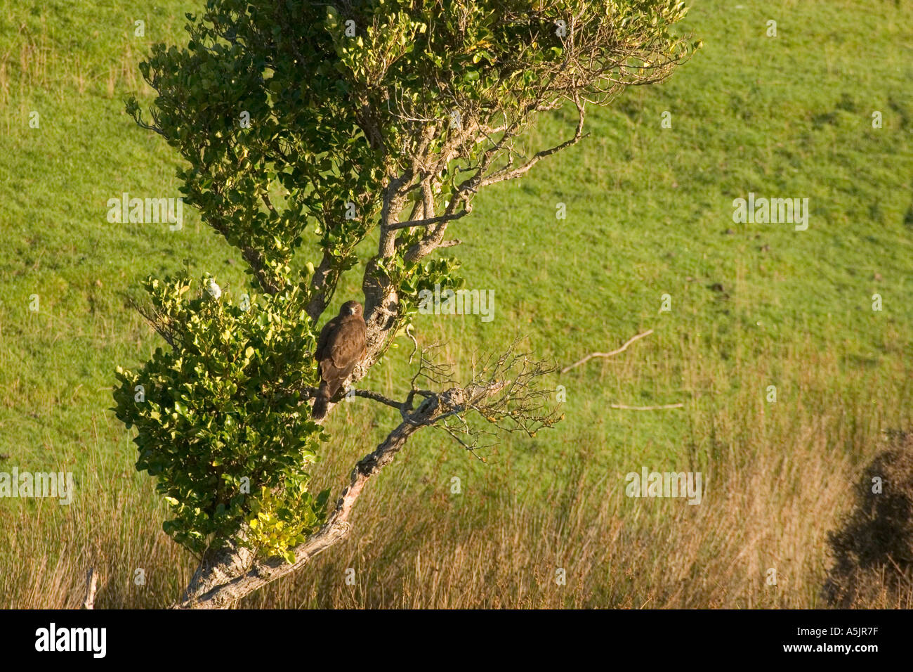 Australasian harrier hi-res stock photography and images - Alamy