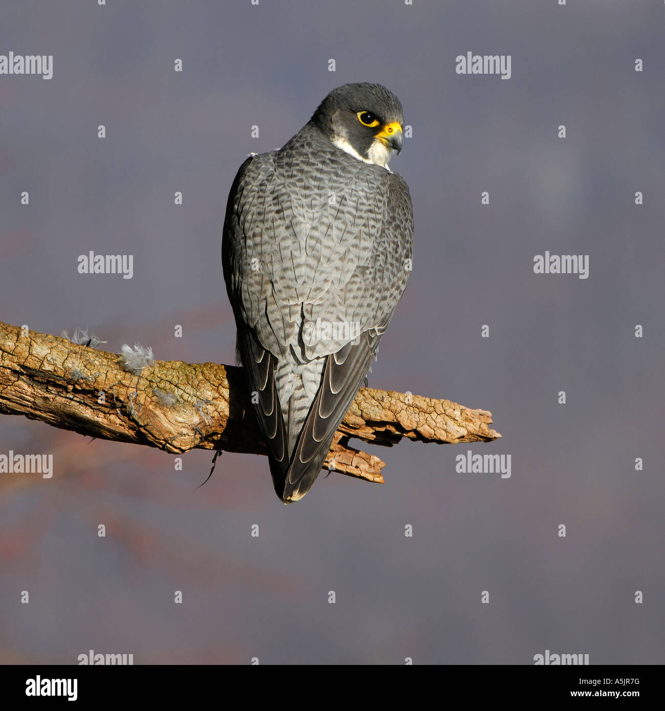 Peregrine Falcon (Falco peregrinus), male Stock Photo - Alamy