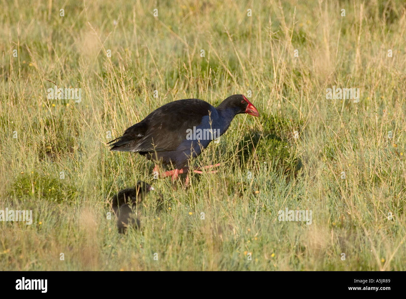 Pukeko with chicks Stock Photo - Alamy