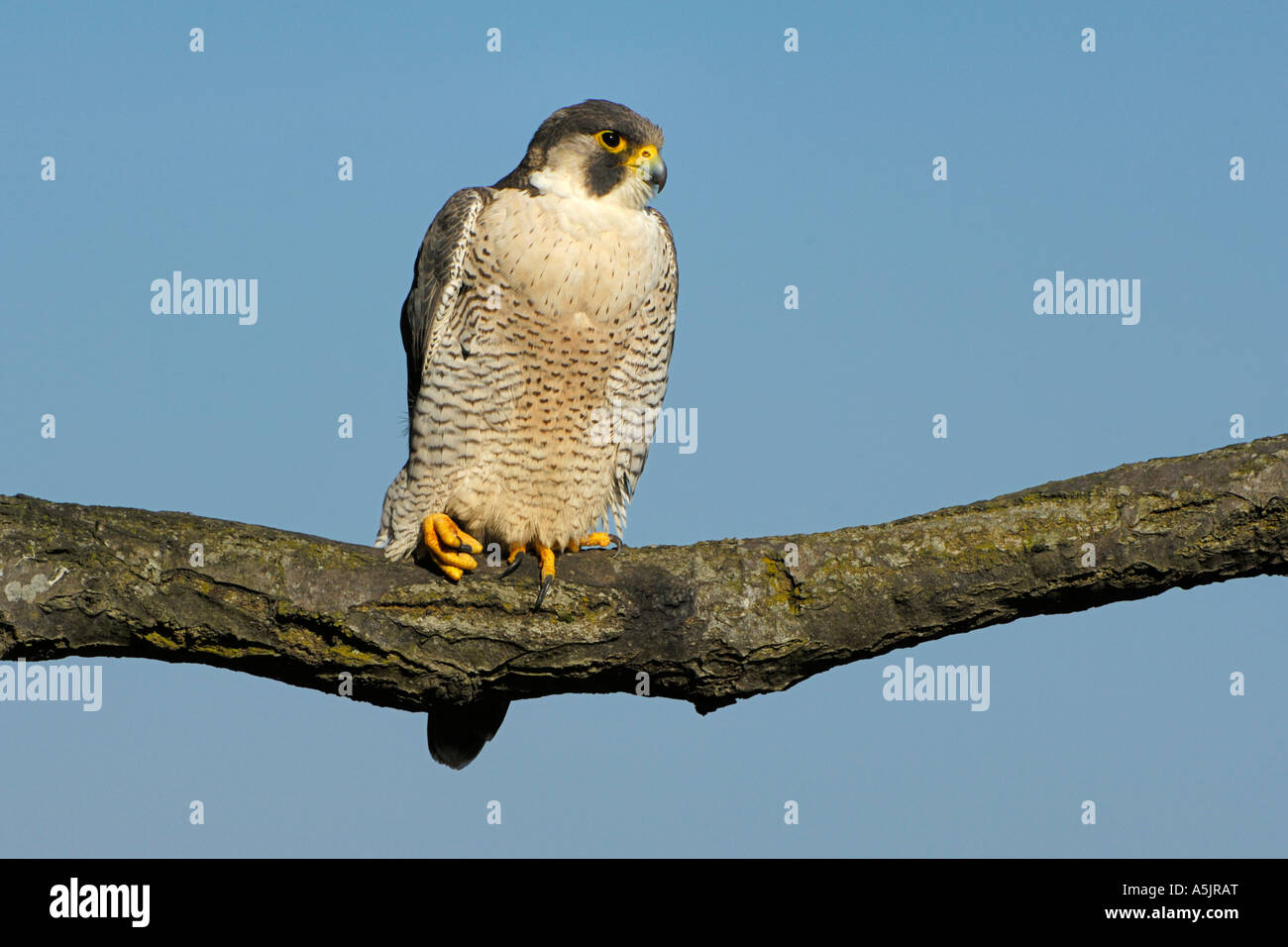 Female peregrine falcon hi-res stock photography and images - Alamy