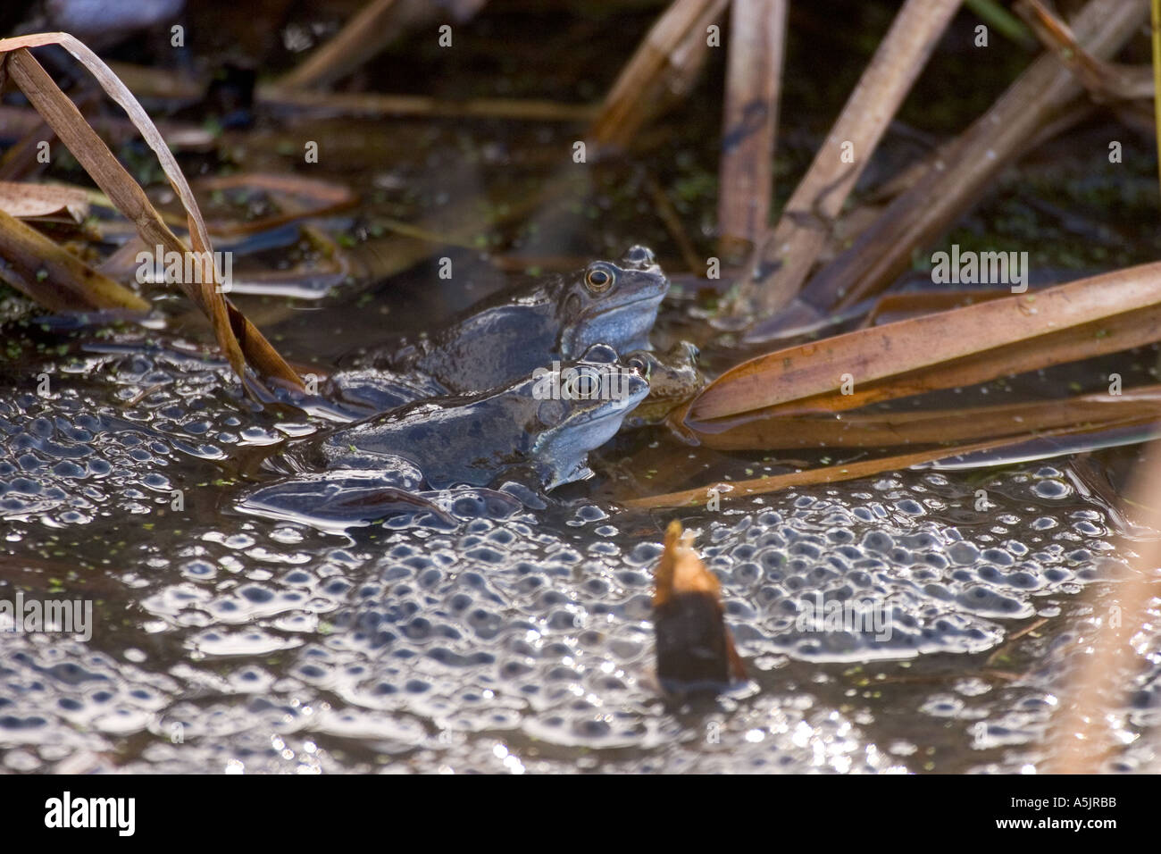 Frogs rana temporaria laying hi-res stock photography and images - Alamy