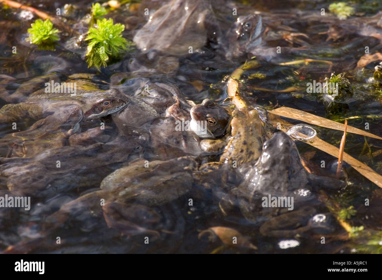 Frog spawn british isles hi-res stock photography and images - Alamy