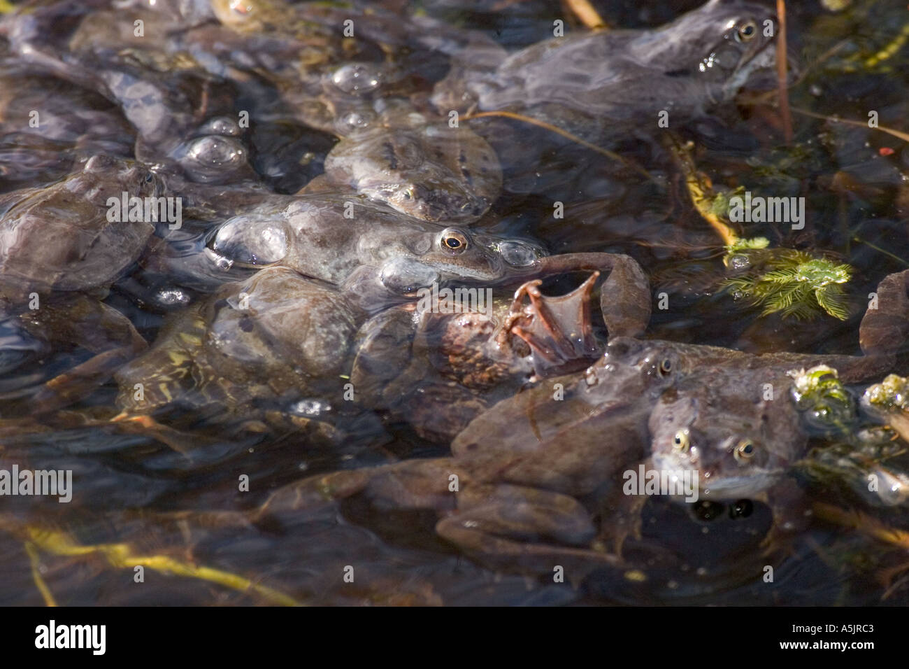 Frog spawn british isles hi-res stock photography and images - Alamy