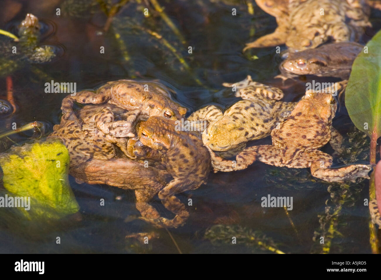 Common toads spawning Stock Photo - Alamy