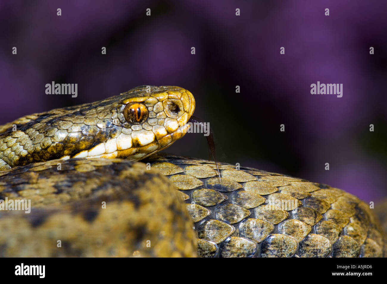 Adder Vipera berus head with tongue out with out of focus heather ...